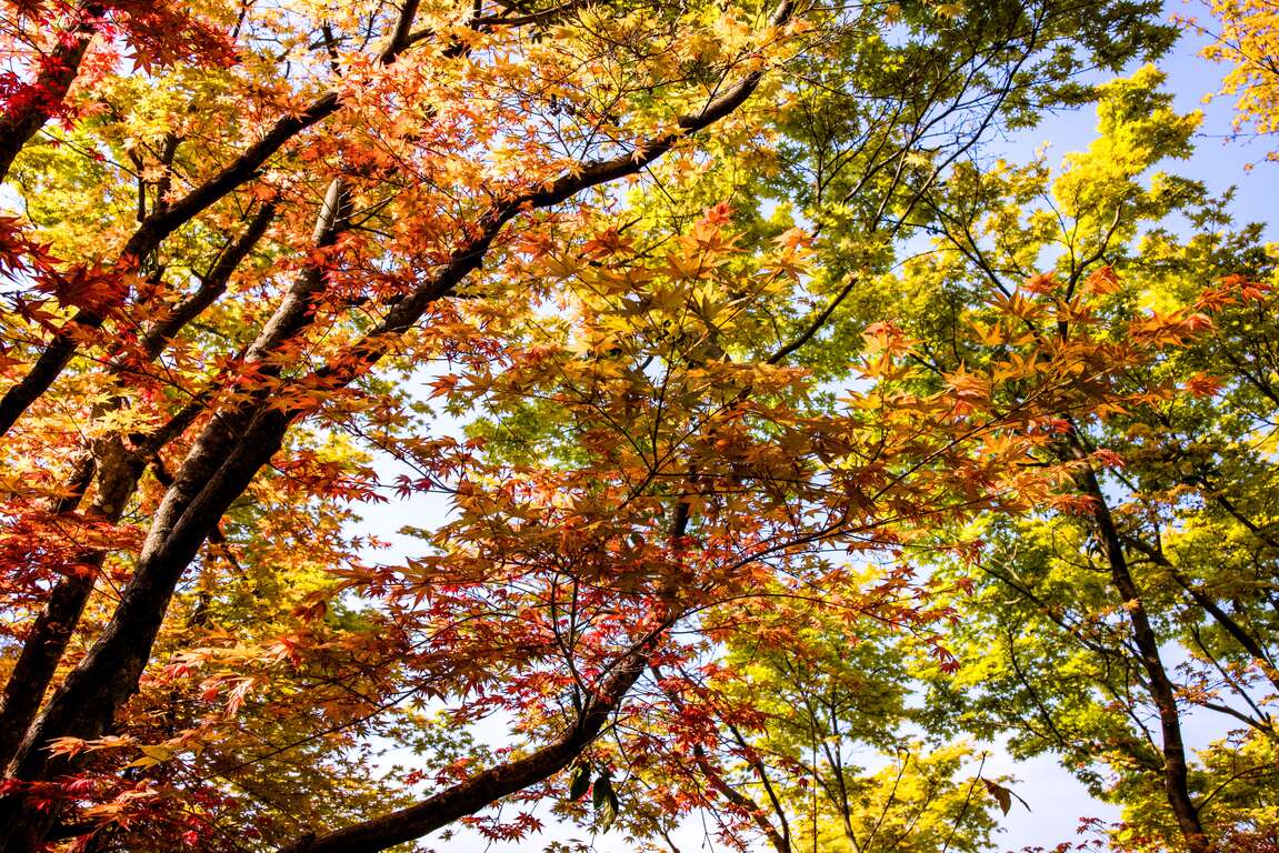 1956 Maple Valley－Tri-Mountain National Scenic Area Headquarters