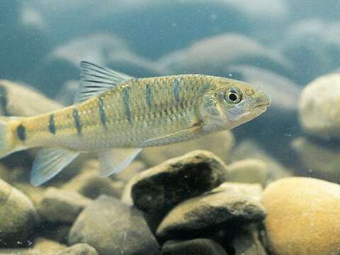 Acrossocheilus paradoxus－Tri-Mountain National Scenic Area Headquarters