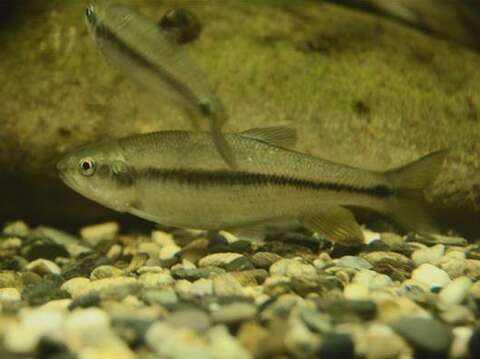 Varicorhinus Barbatulus－Tri-Mountain National Scenic Area Headquarters